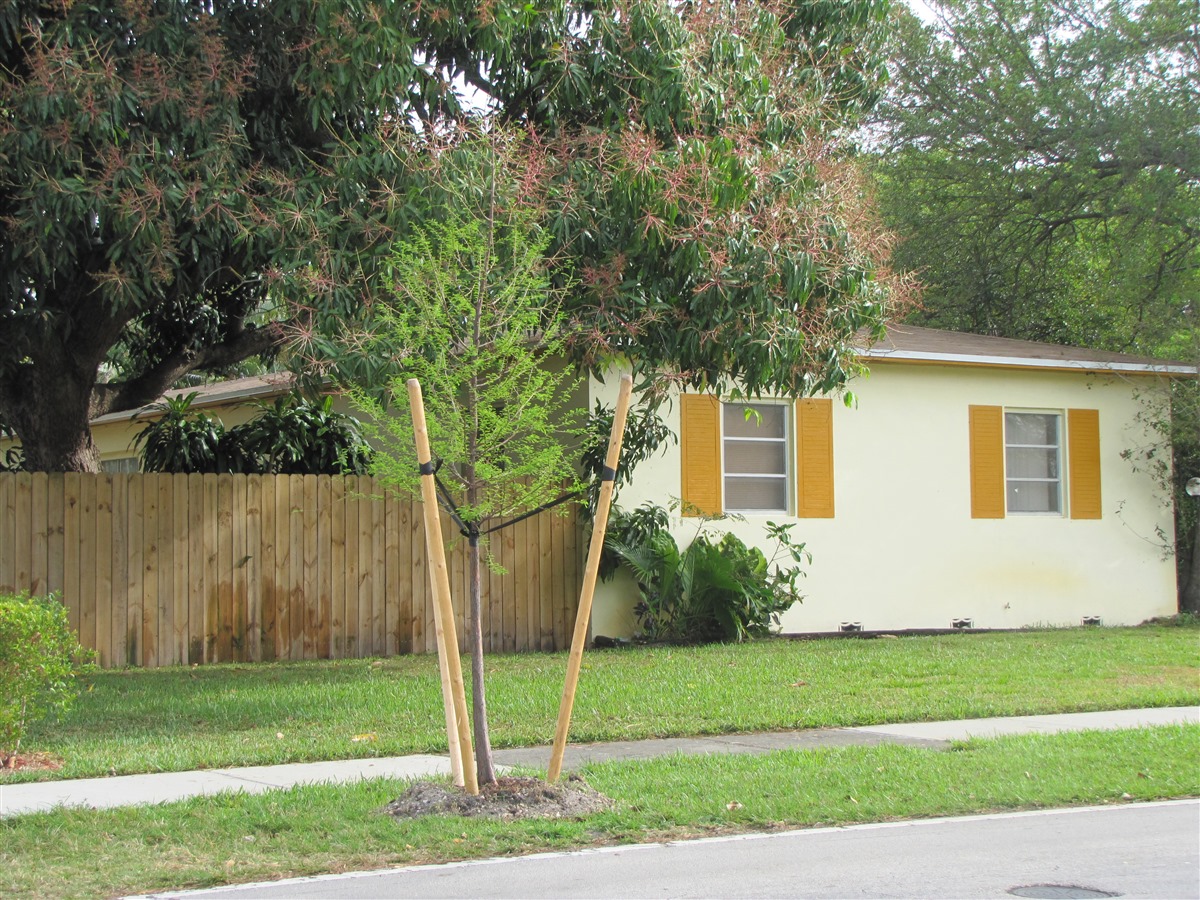 Center City Tree Planting | North Miami, FL
