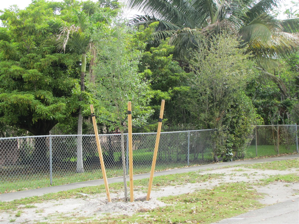 Center City Tree Planting | North Miami, FL