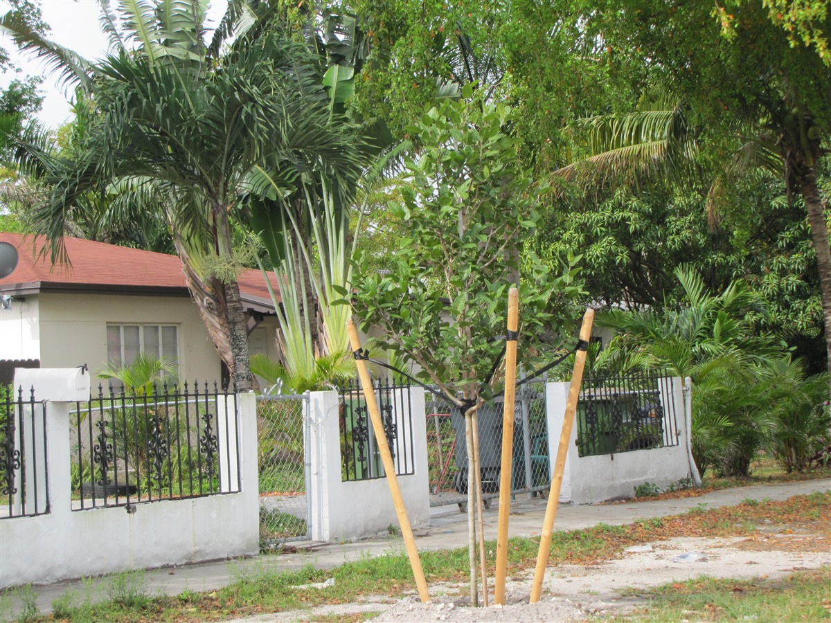 Center City Tree Planting | North Miami, FL