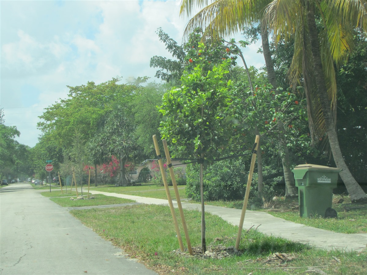 Center City Tree Planting | North Miami, FL