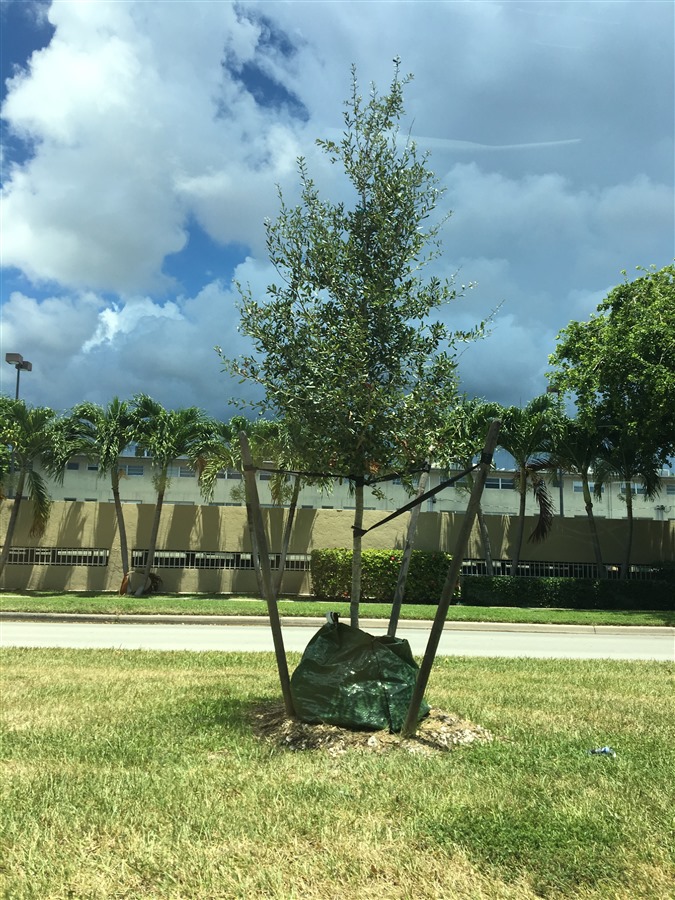 Community Tree Plantings & Landscape Installation | North Miami, FL