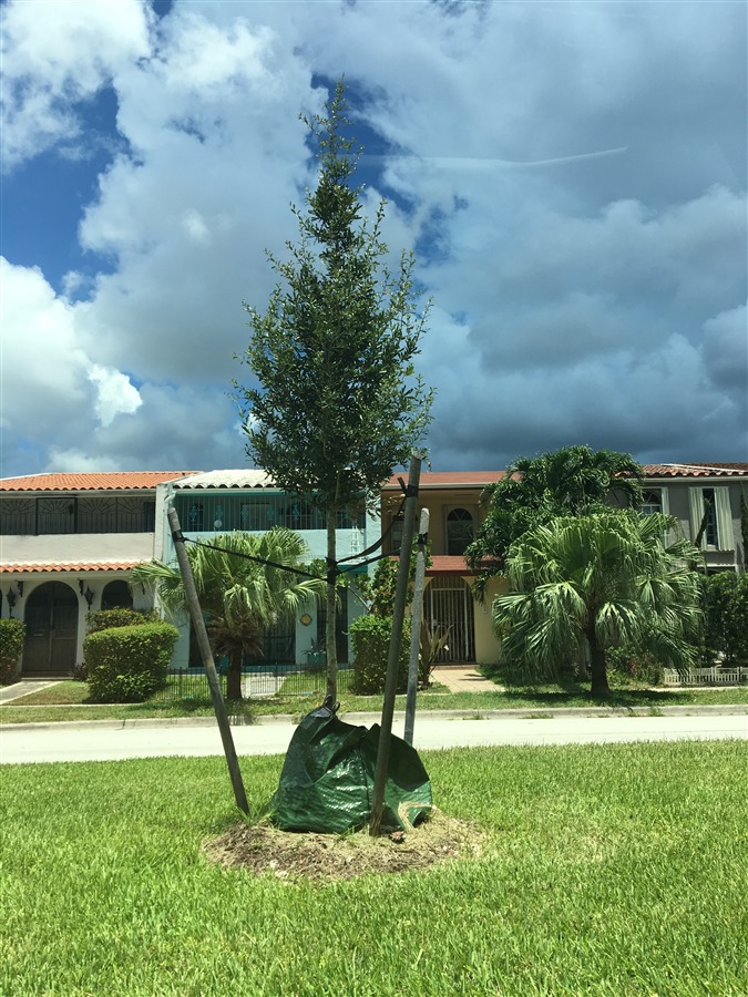 Community Tree Plantings & Landscape Installation | North Miami, FL
