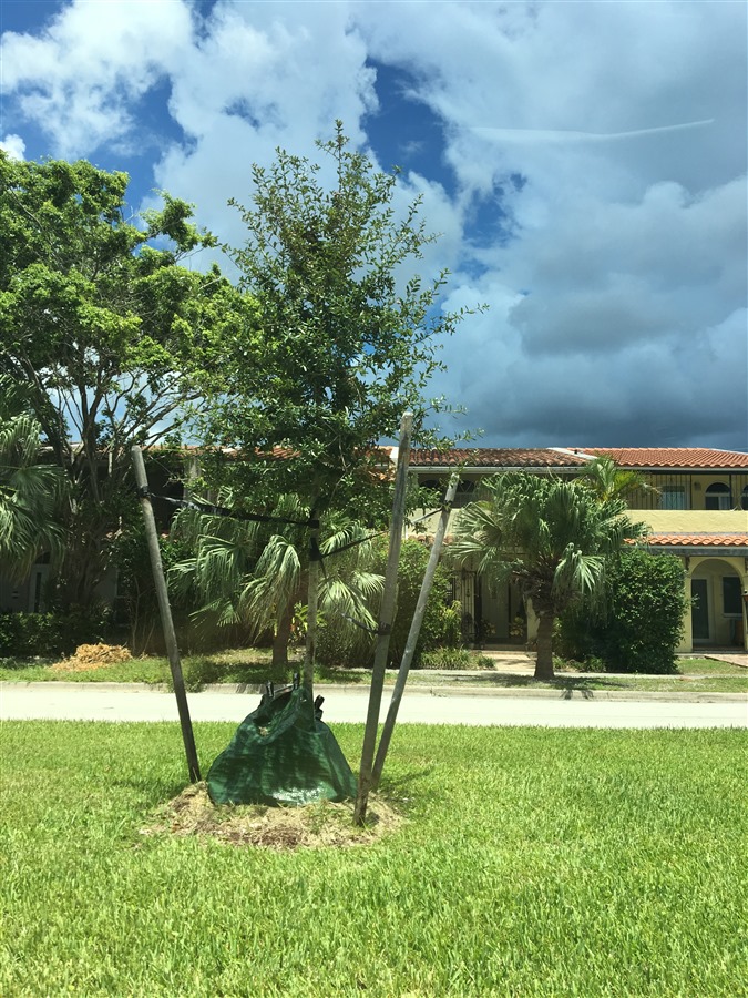 Community Tree Plantings & Landscape Installation | North Miami, FL