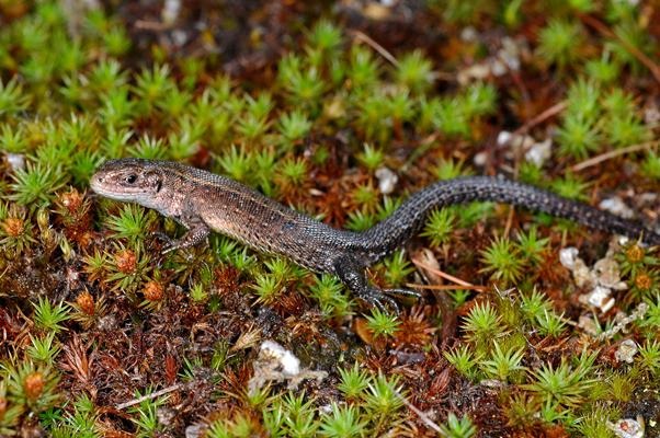 Small Lizard In Garden Uk | Fasci Garden