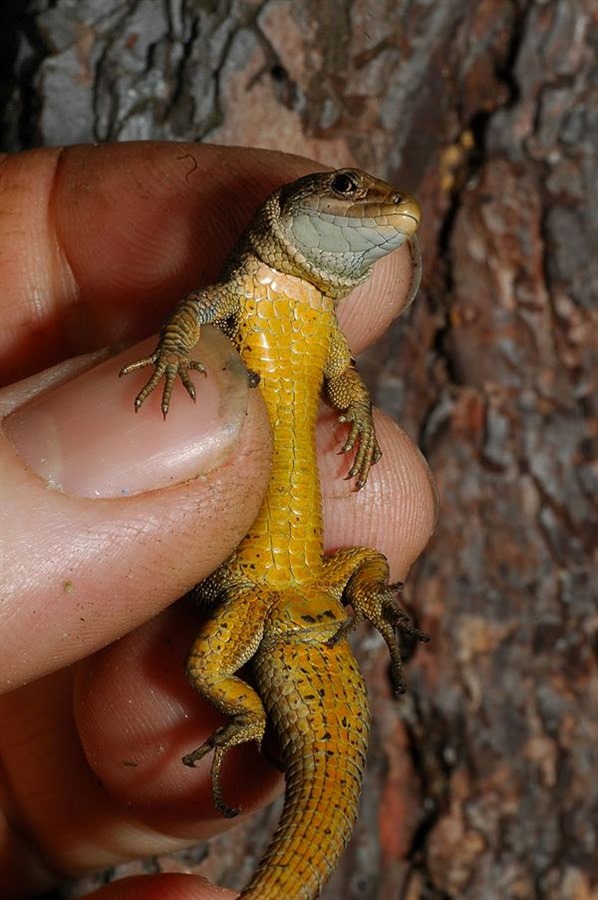 Garden Lizards Uk | Fasci Garden